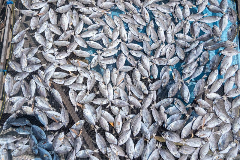 Fish from Fishermen that are Dried in the Sun To Make it More Durable ...