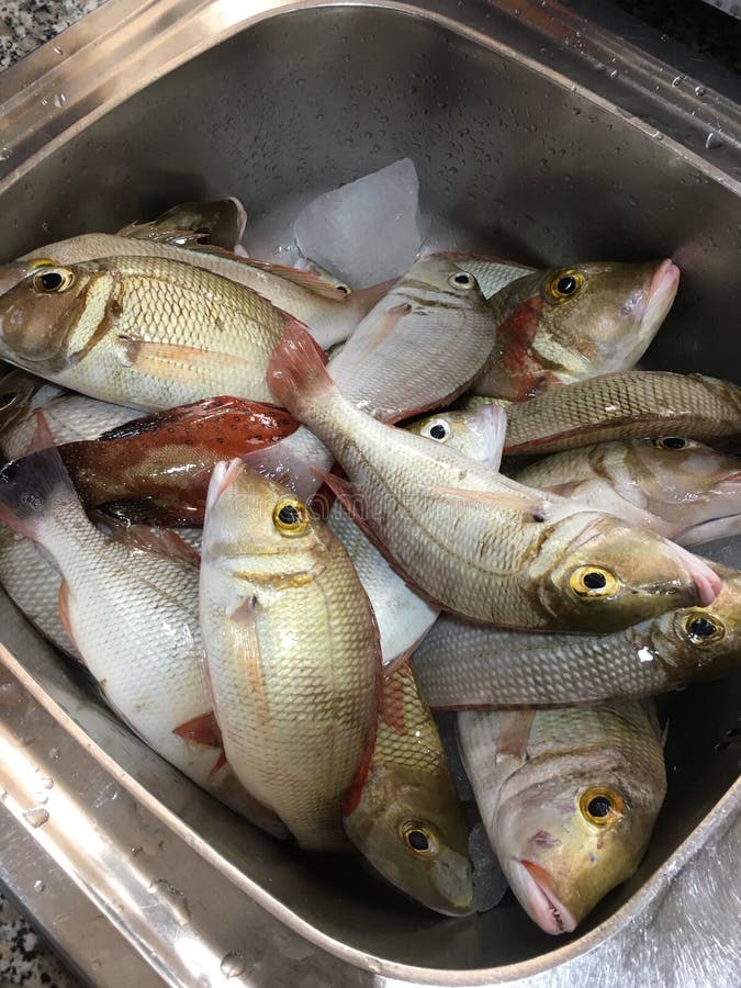 Fish stock image. Image of deepsea, fishing, fish, catch - 268684843