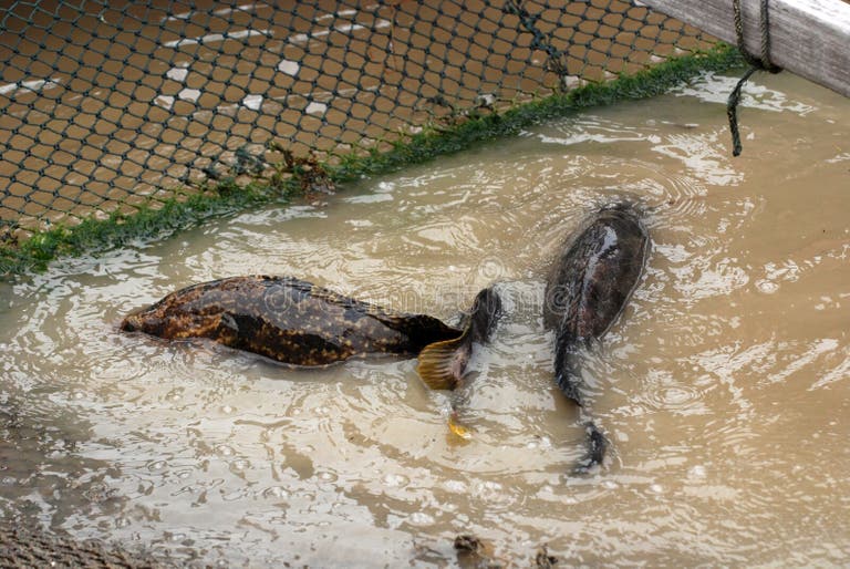 Fish in the fishing farm stock image. Image of farming - 3295511