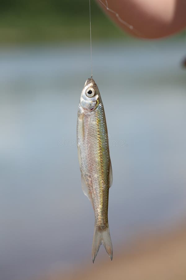 Fish on fishing line stock image. Image of colored, macro - 5952095