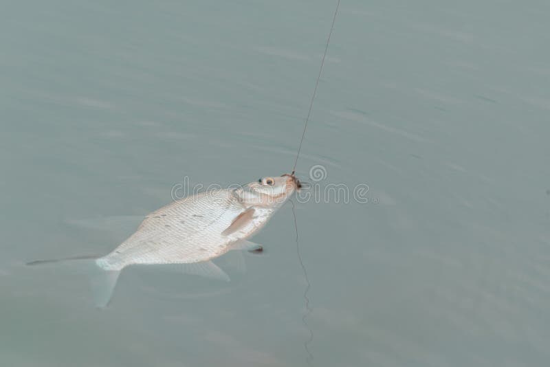Fish with Fishing Line and Hook Lying on Surface of Water Stock Image ...