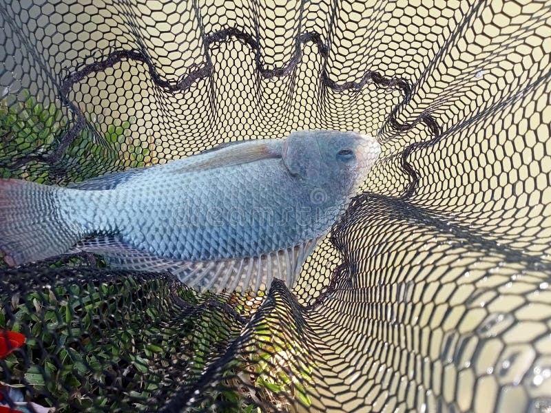 Fish and fishing net stock image. Image of water, wildlife - 275487347