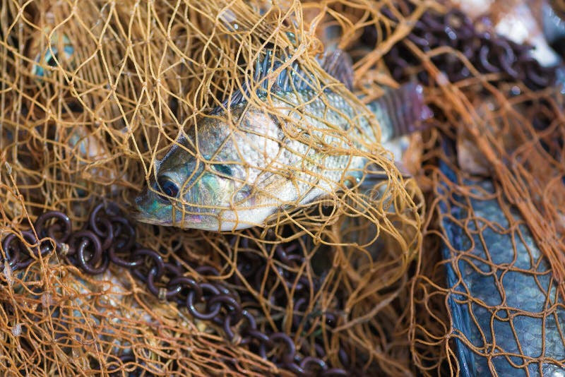 Fish in Fishing Net. Animal. Stock Image - Image of nature, industrial ...