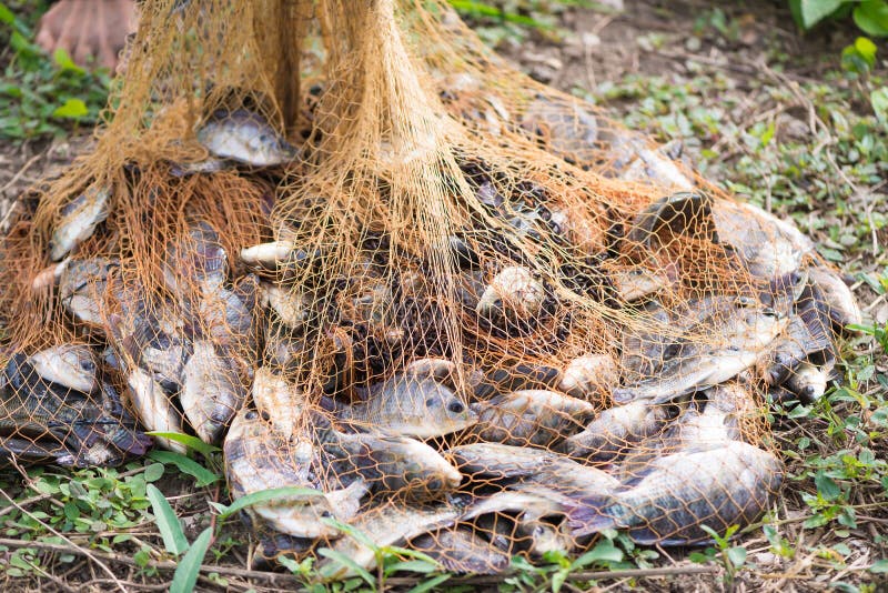 Fish in Fishing Net. Animal. Stock Photo - Image of fishing, catch ...