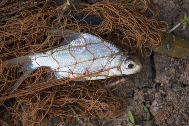 Fish in Fishing Net. Animal. Stock Photo - Image of fishing, catch ...