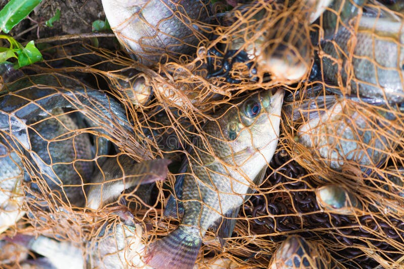 Fish in Fishing Net. Animal. Stock Photo - Image of fishing, catch ...