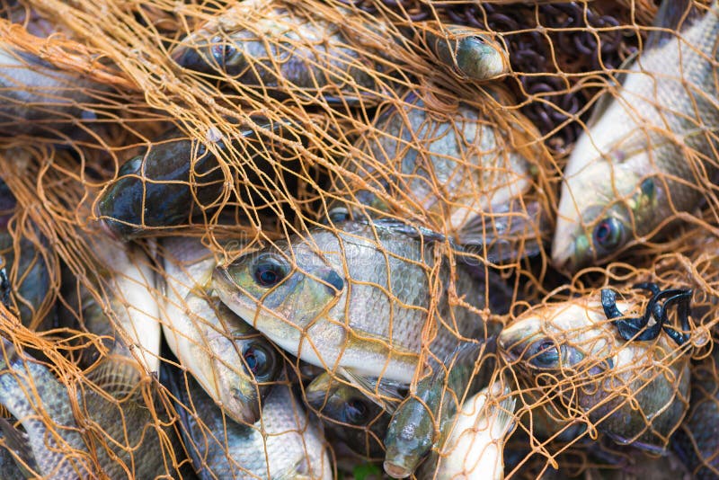 Fish in Fishing Net. Animal. Stock Image - Image of industrial, water ...