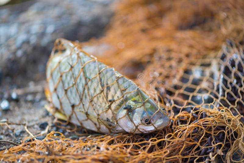 Fish in Fishing Net. Animal. Stock Photo - Image of lake, fresh: 98056526