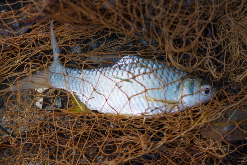 Fish in Fishing Net. Animal. Stock Image - Image of water, mesh: 98056551