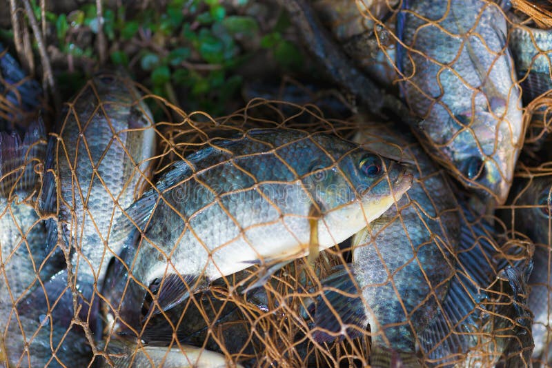 Fish in Fishing Net. Animal. Stock Image - Image of fish, mesh: 98120459
