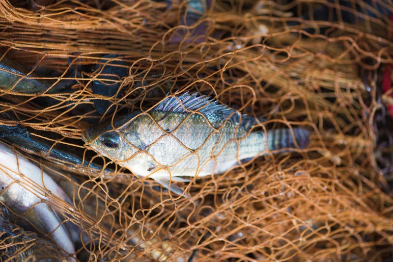 Fish in Fishing Net. Animal. Stock Photo - Image of fishing, catch ...