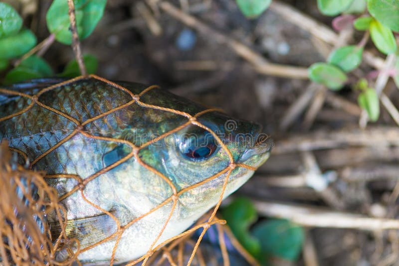 Fish in Fishing Net. Animal. Stock Photo - Image of cast, industry ...