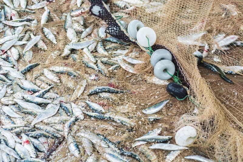 Fish in a fishing nets stock image. Image of catch, fishery - 142606281