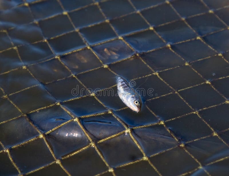 Fish in fishing nets stock image. Image of group, motion - 29246797