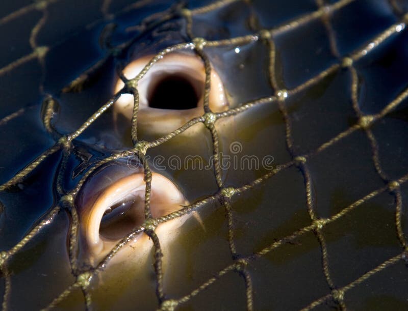 Fish in fishing nets stock image. Image of mesh, full - 29246849