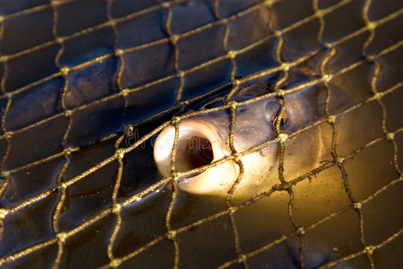 Fish in fishing nets stock image. Image of food, group - 29246895