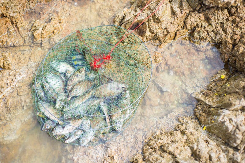 Fish in fishing nets stock photo. Image of fisherman - 93516974