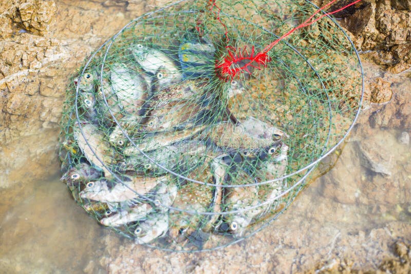 Fish in fishing nets stock photo. Image of fish, freshness - 93517000