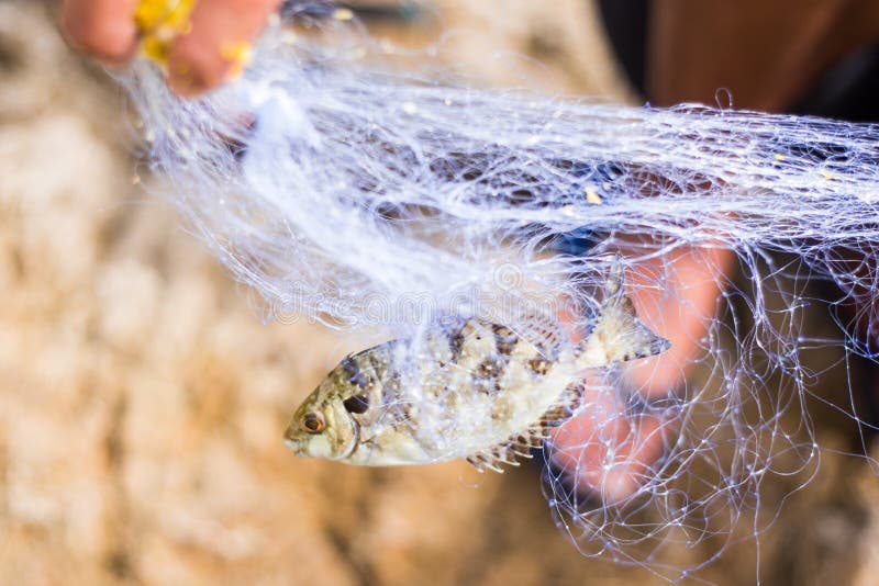 Fish in fishing nets stock photo. Image of fishing, nature - 93517058