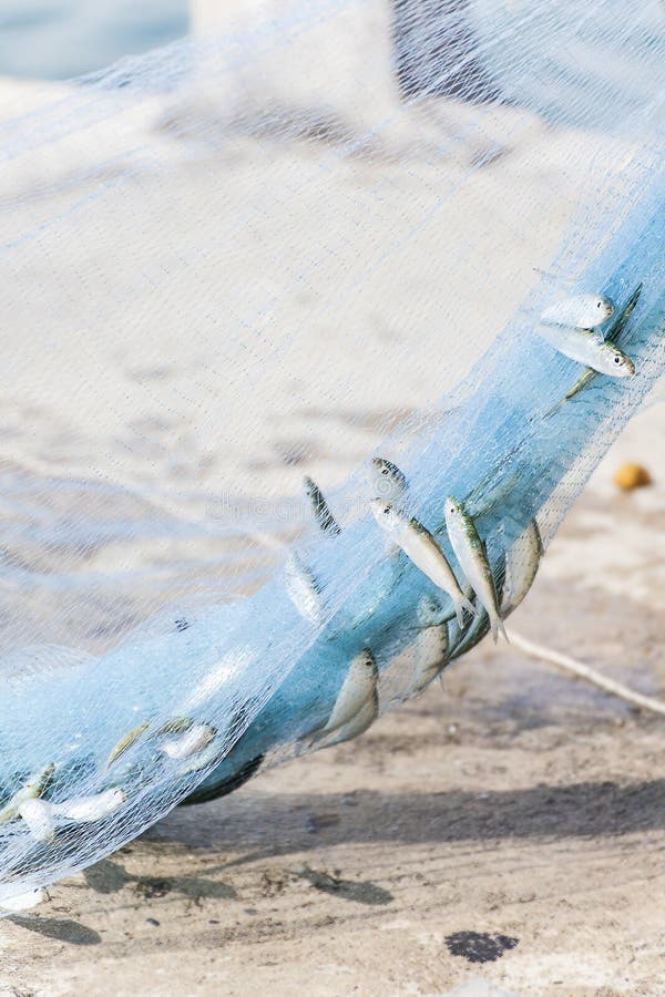 Fish in a fishing nets stock image. Image of life, holiday - 59164851