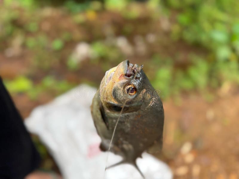 Fish stock image. Image of pond, animal, turtle, toad - 370263547