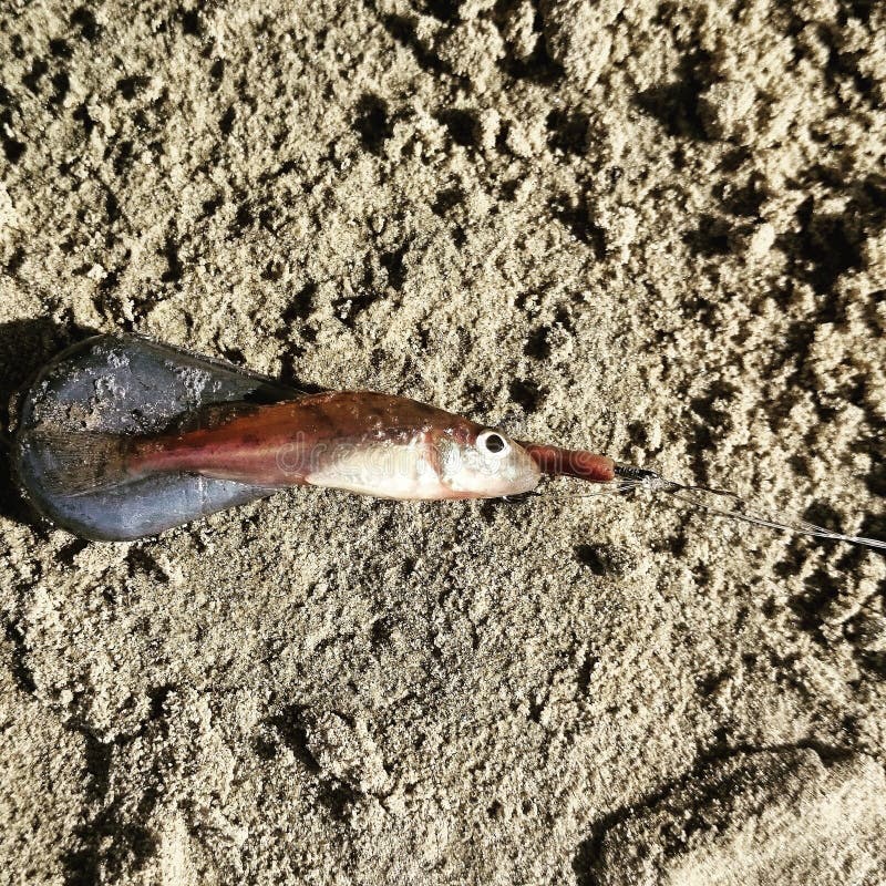 160 Shark Worm Stock Photos - Free & Royalty-Free Stock Photos from ...