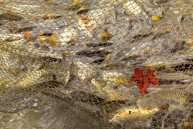 Fish In The Fishnet Picture. Image: 16647509