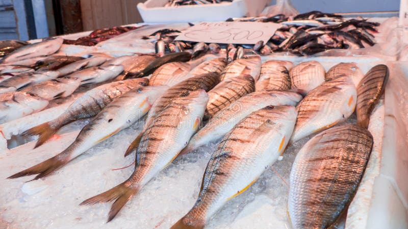 Fish on the fishpond bench stock image. Image of nature - 97335895