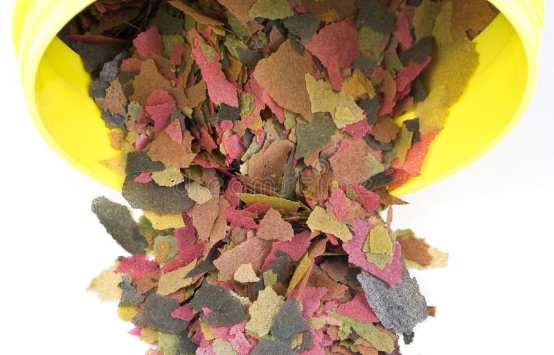 Wimple-fish stock image. Image of warm, tank, underwater - 7375511