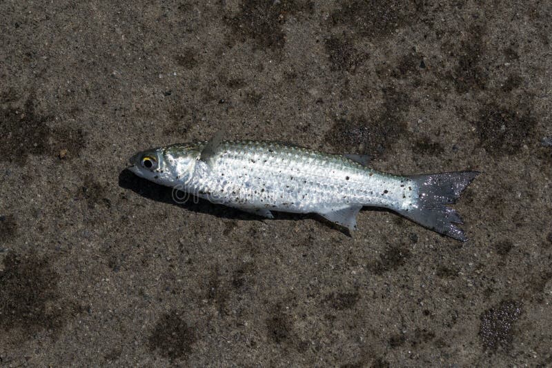 Grey Mullet Or Flathead Mullet Fish (Mugil Cephalus) On Stock Image ... Grey Mullet Or Flathead Mullet Fish (Mugil Cephalus) On Stock Image ...