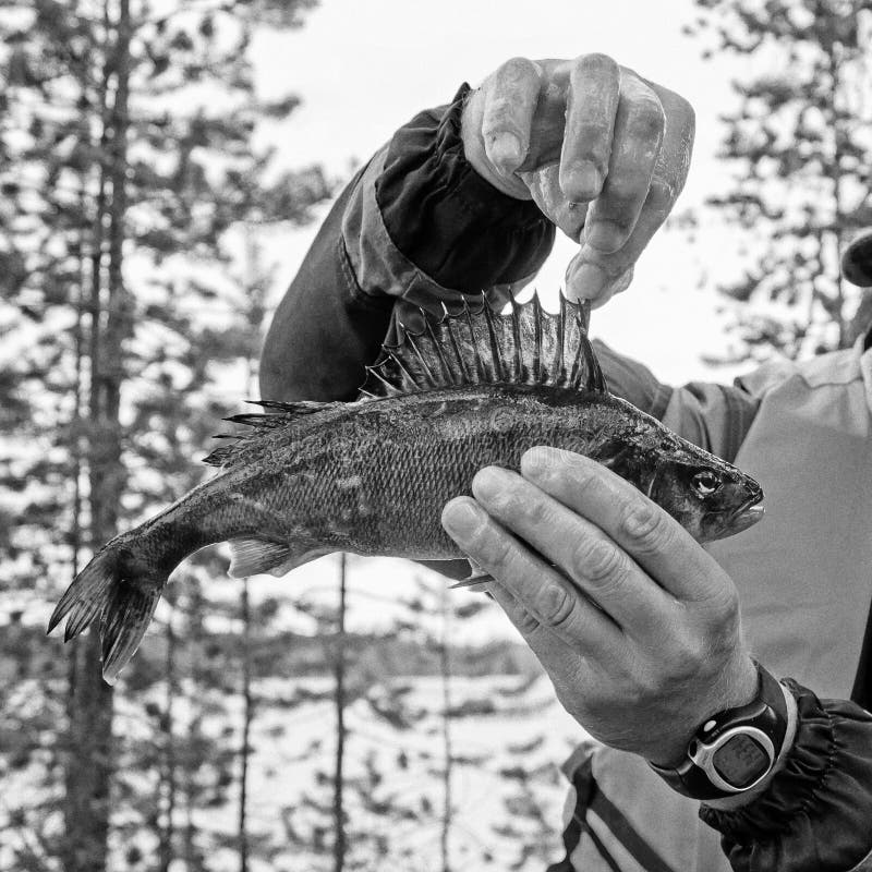 Plunder Fish Stock Photos - Free & Royalty-Free Stock Photos from ...