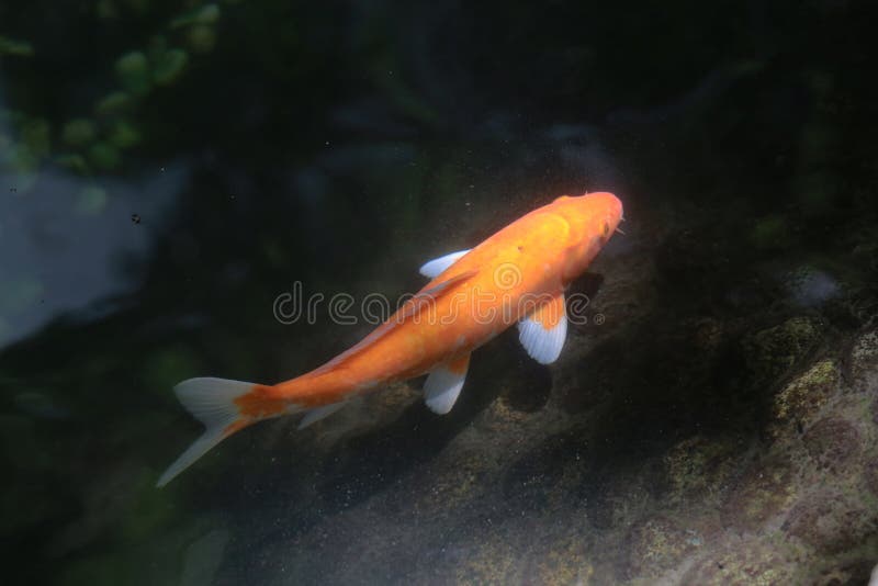A Fish Float in an Artificial Pond, View from Above Stock Image - Image ...