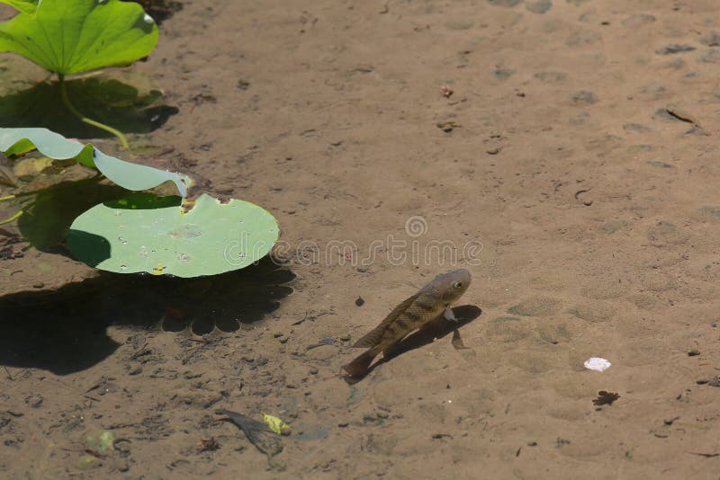 A Fish Float in an Artificial Pond, View from Above Stock Photo - Image ...