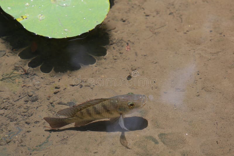 A Fish Float in an Artificial Pond, View from Above Stock Photo - Image ...