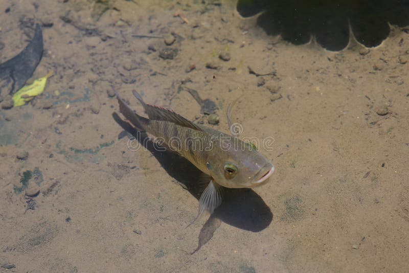 A Fish Float in an Artificial Pond, View from Above Stock Image - Image ...