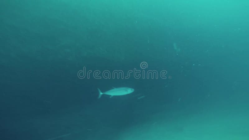 Fish Floating Underwater. Beautiful Ocean Wildlife. Deepness. Diving ...