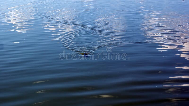 Fish Floats on the Surface of the River Stock Photo - Image of fish ...