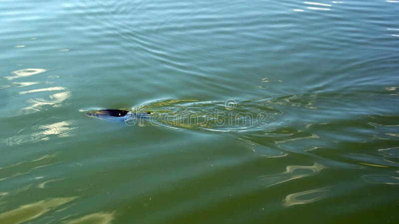 Fish Floats on the Surface of the River Stock Image - Image of fresh ...