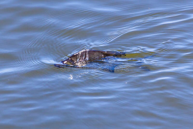 The Fish Floats on the Surface of the Water Stock Photo - Image of ...