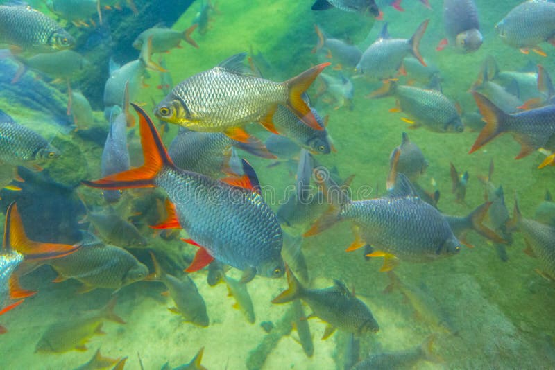 Fish in a Florida Aquarium stock image. Image of swim - 111844343