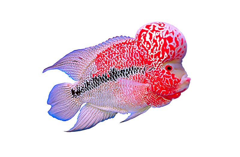 Flowerhorn Colorful Ornamental Fish Stock Photos - Free & Royalty-Free ...