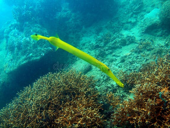 Fish-flute stock image. Image of coral, animals, tropic - 20901283