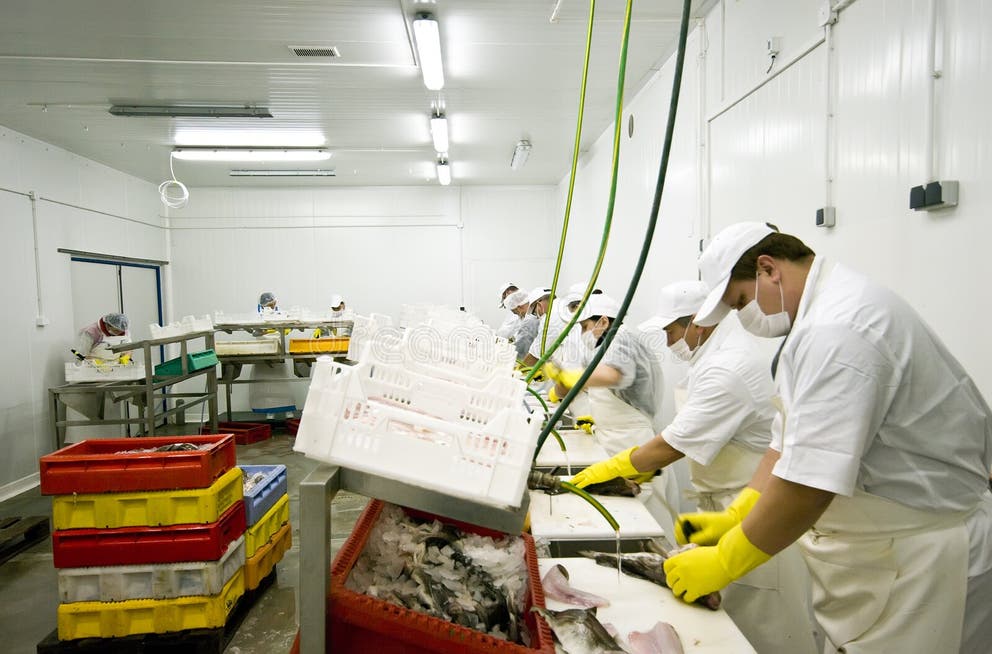 Fish food factory stock image. Image of fish, cutting - 11400149