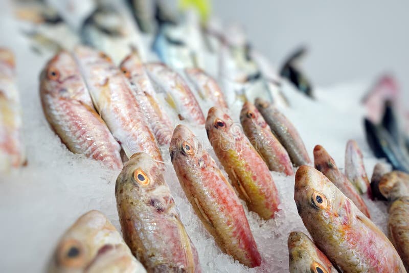 Fish Food in a Fish Market Stand Stock Image - Image of industry, catch ...