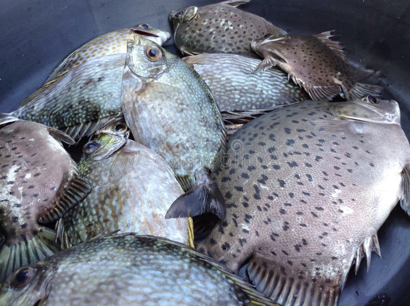 Fish food prepared stock photo. Image of coralfish, colorful - 85140692