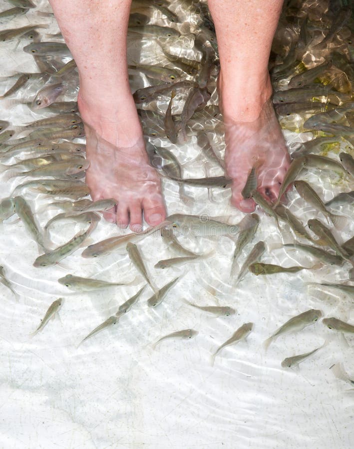 Fish foot massage stock photo. Image of feet, siem, asia - 31073722