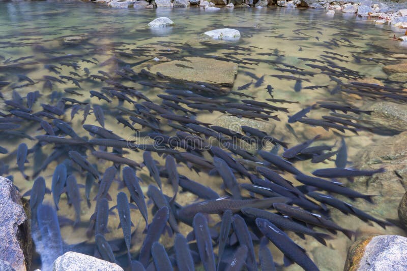 Fish in the Forest Waterfall Stock Photo - Image of beautiful ...