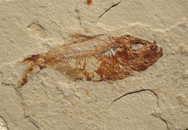 Fish fossil stock photo. Image of fish, museum, geology - 6511726
