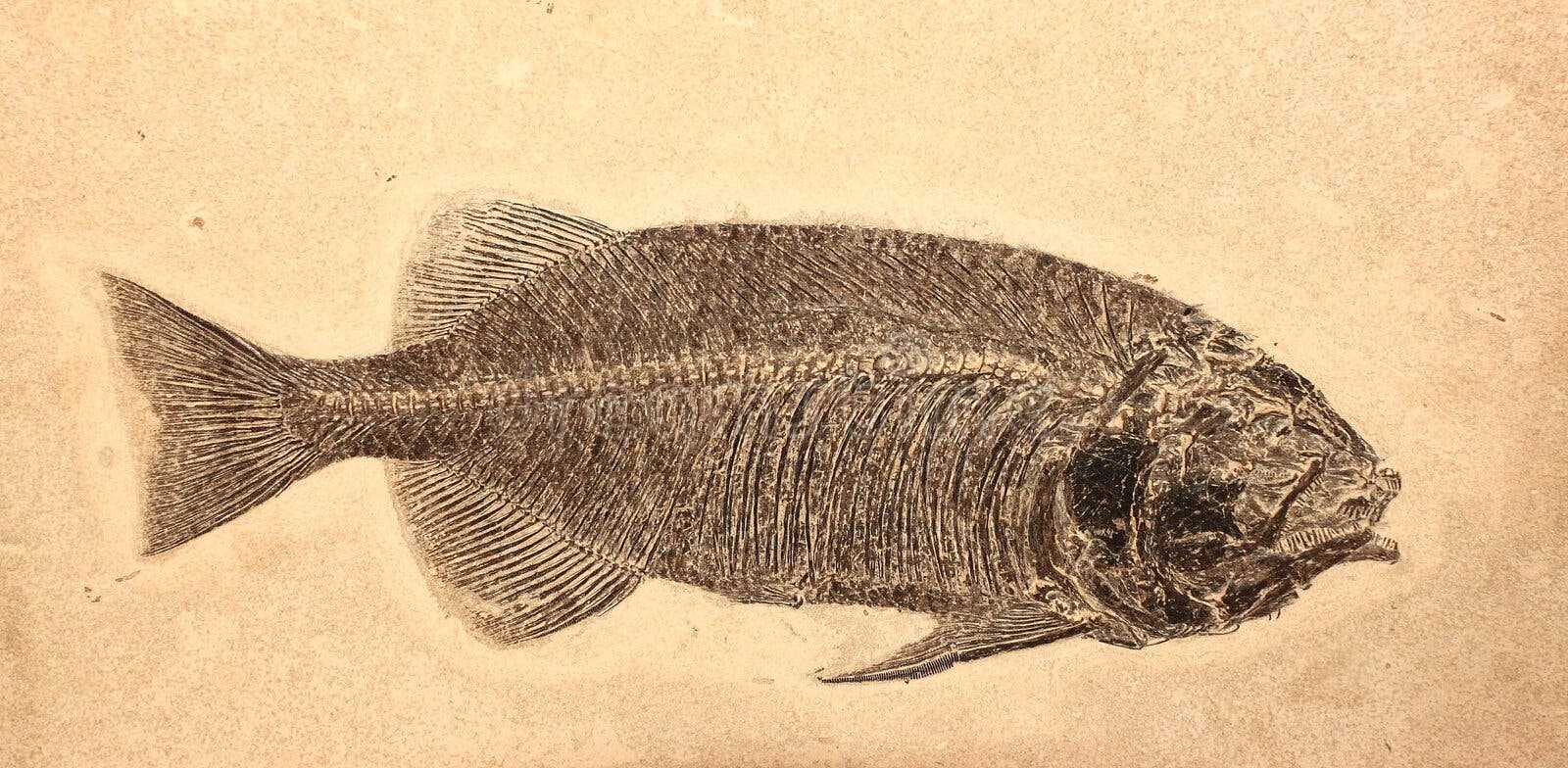 Coelacanth Fish Fossil editorial stock image. Image of evolution ...
