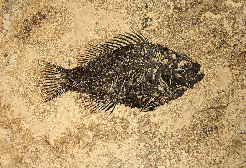 Fish fossil stock image. Image of gills, natural, background - 1721051